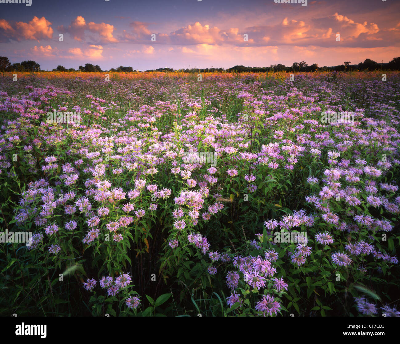Illinois prairie hi-res stock photography and images - Alamy