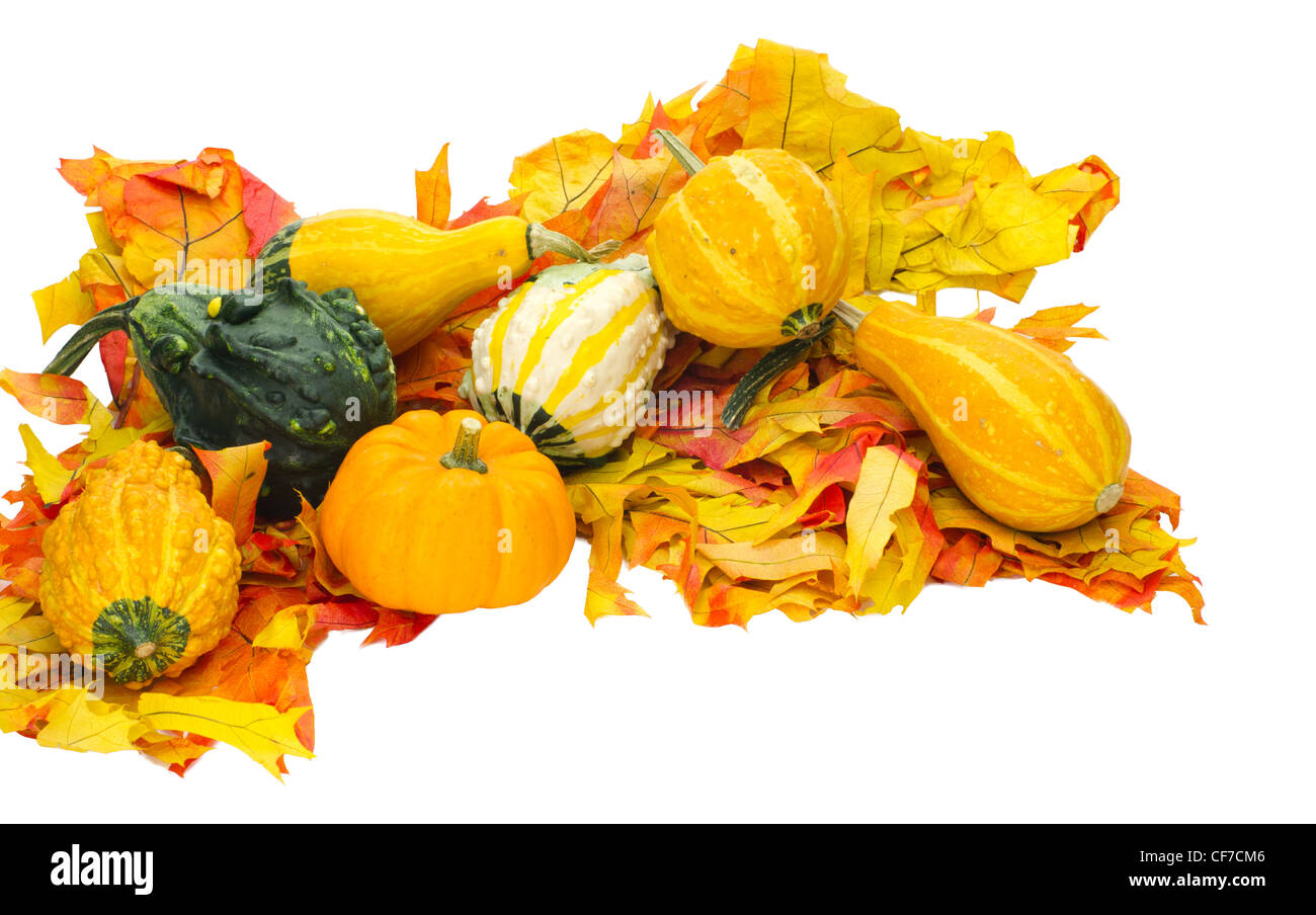 Colorful arrangement of fall gourds on leaves Stock Photo - Alamy