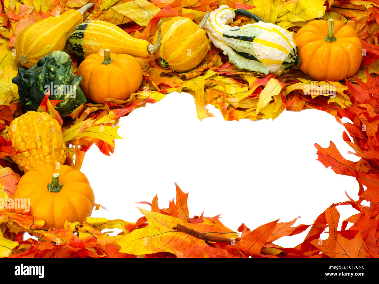 Border with fall leaves small pumpkins and decorative gourds isolated ...
