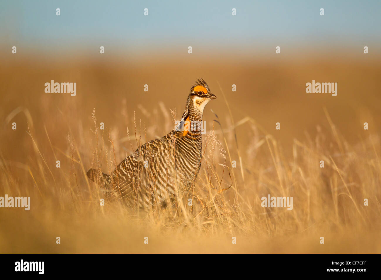 Male greater prairie chicken on lek in spring Stock Photo - Alamy