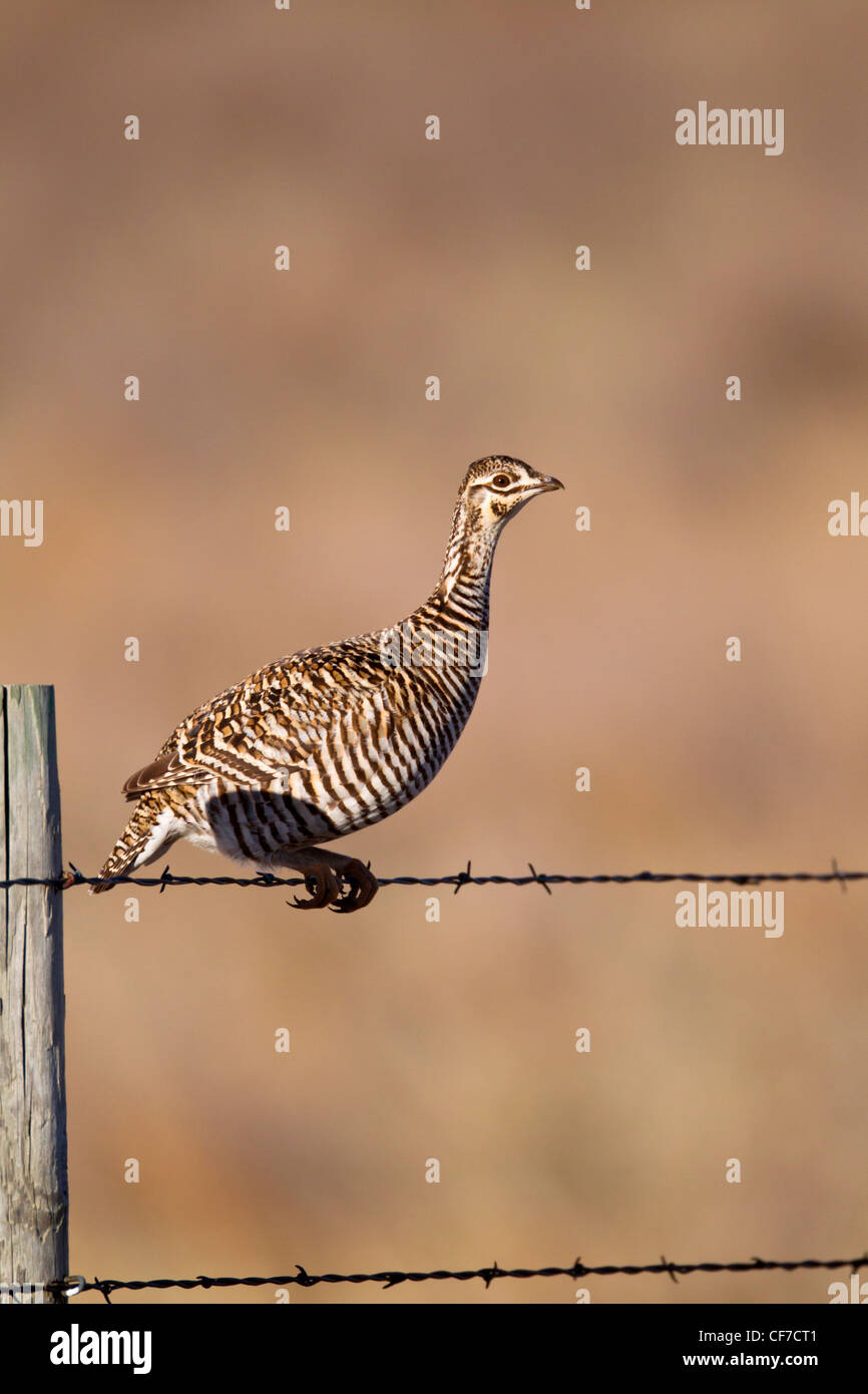 Male greater prairie chicken on lek in spring Stock Photo - Alamy