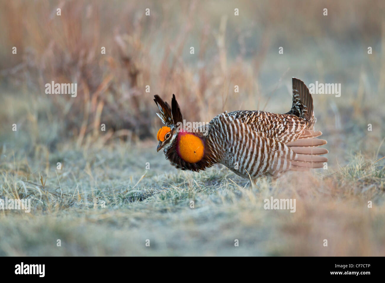Male greater prairie chicken on lek in spring Stock Photo - Alamy
