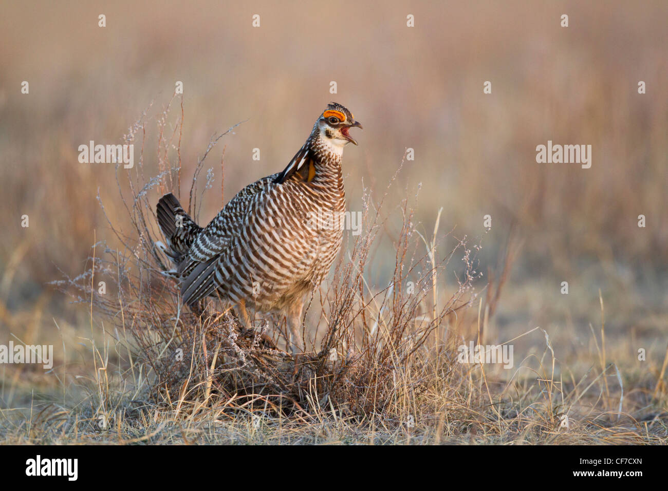 Greater Prairie Chicken High Resolution Stock Photography and Images ...