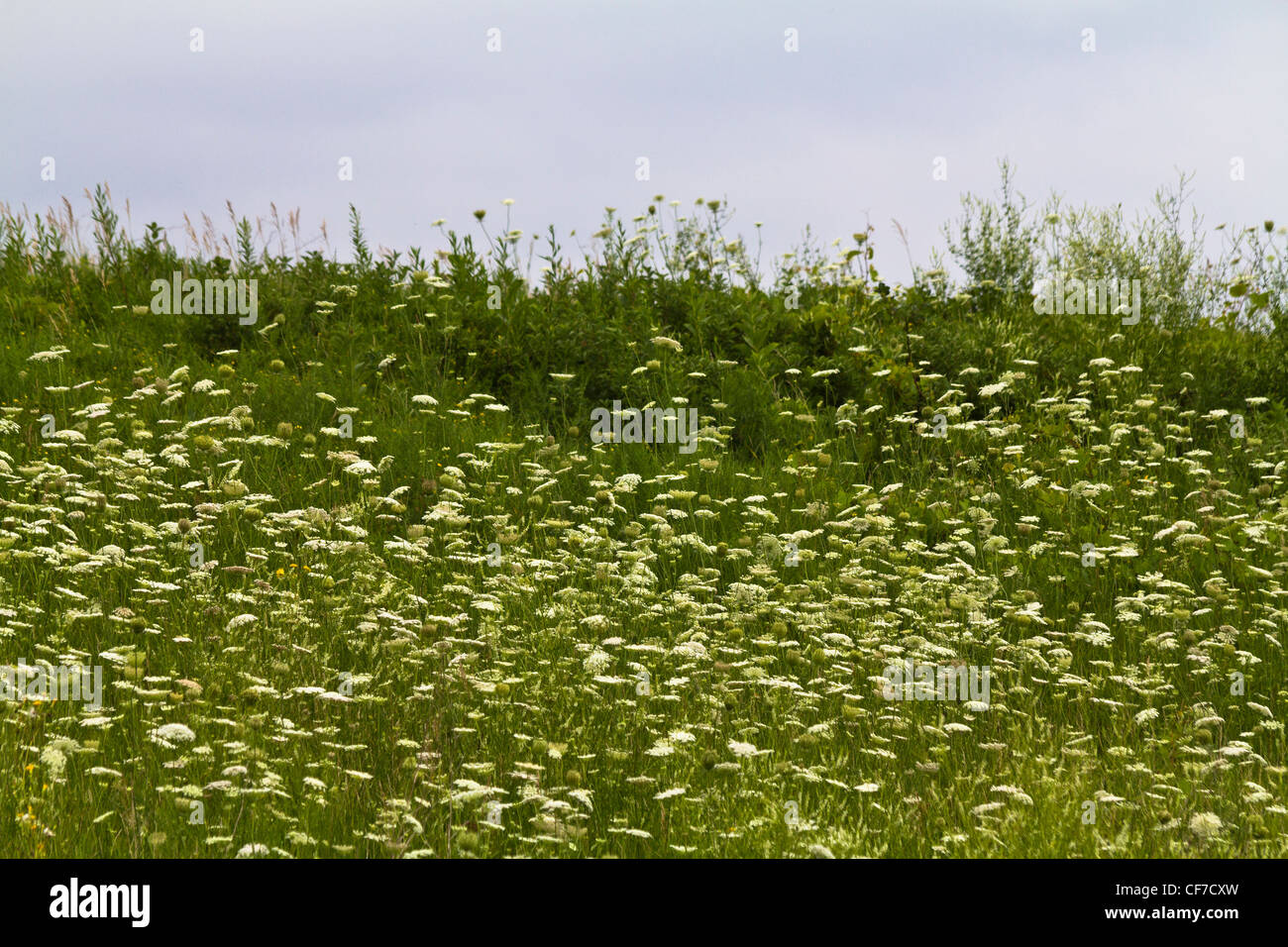 Field ecosystem minnesota hi-res stock photography and images - Alamy