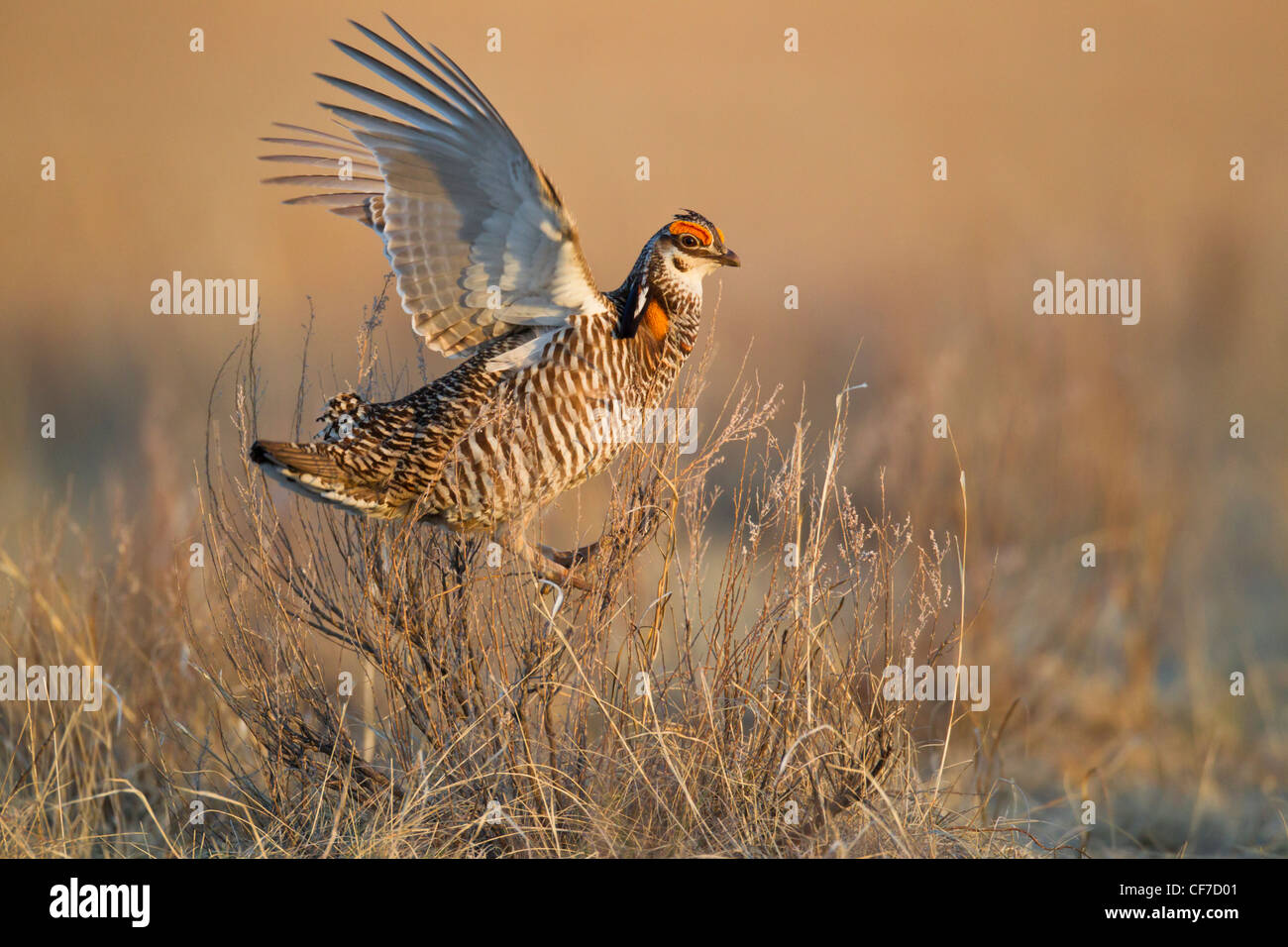 Flapping chicken hi-res stock photography and images - Alamy