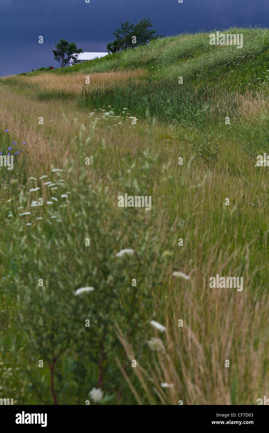 American farm house a field with wild flowers Minnesota in USA US from ...
