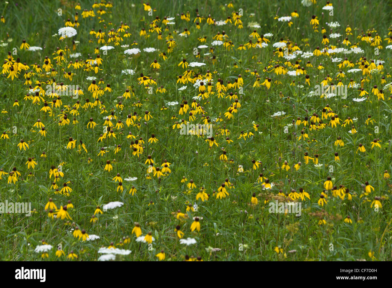 Yellow meadow with flowers beautiful rural landscape plants full ...