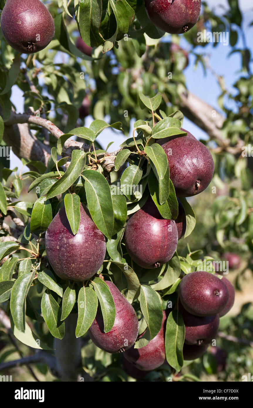 Red bartlett pear hi-res stock photography and images - Alamy