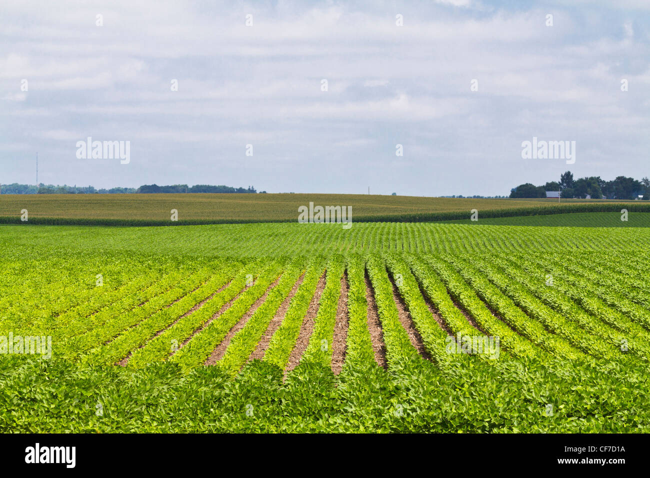 Field of soybeans Minnesota USA outside horizon from above nobody ...