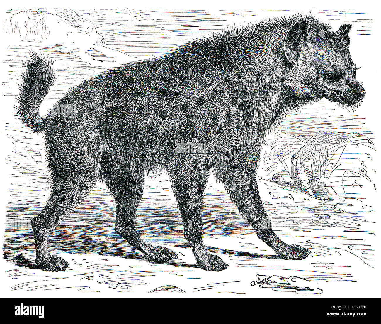 Shows the spotted hyena (Crocuta crocuta Stock Photo - Alamy