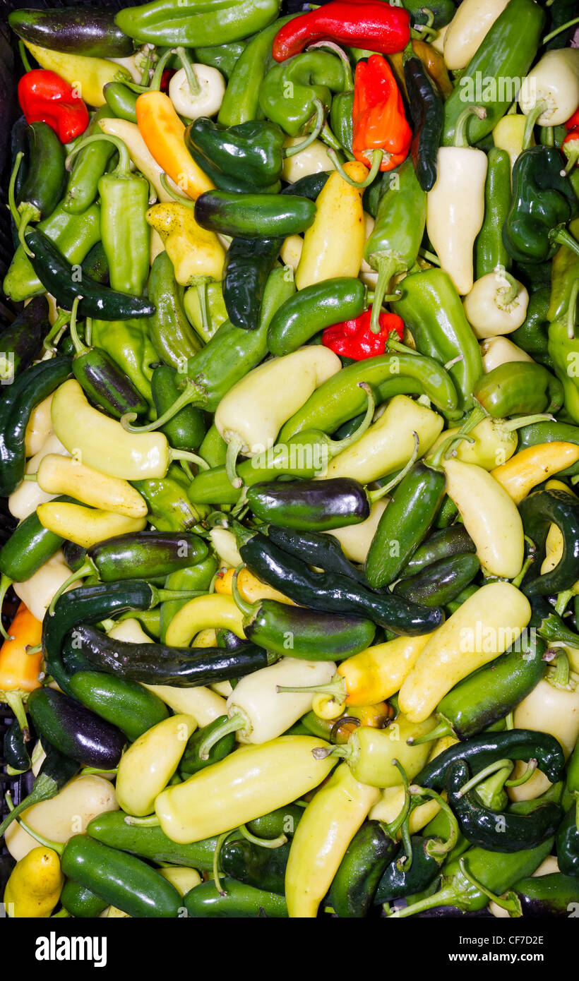Fresh colorful display of mixed peppers Stock Photo - Alamy