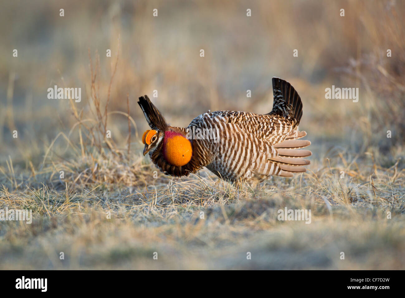 Prairie chickens booming hi-res stock photography and images - Alamy
