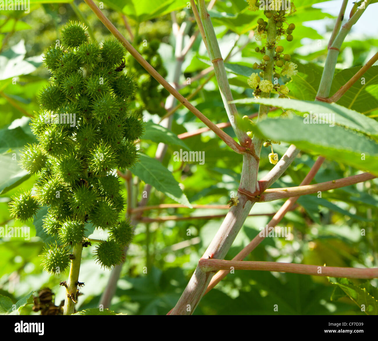 Biodiesel is produced from the seed pods of castor bean plants Stock ...