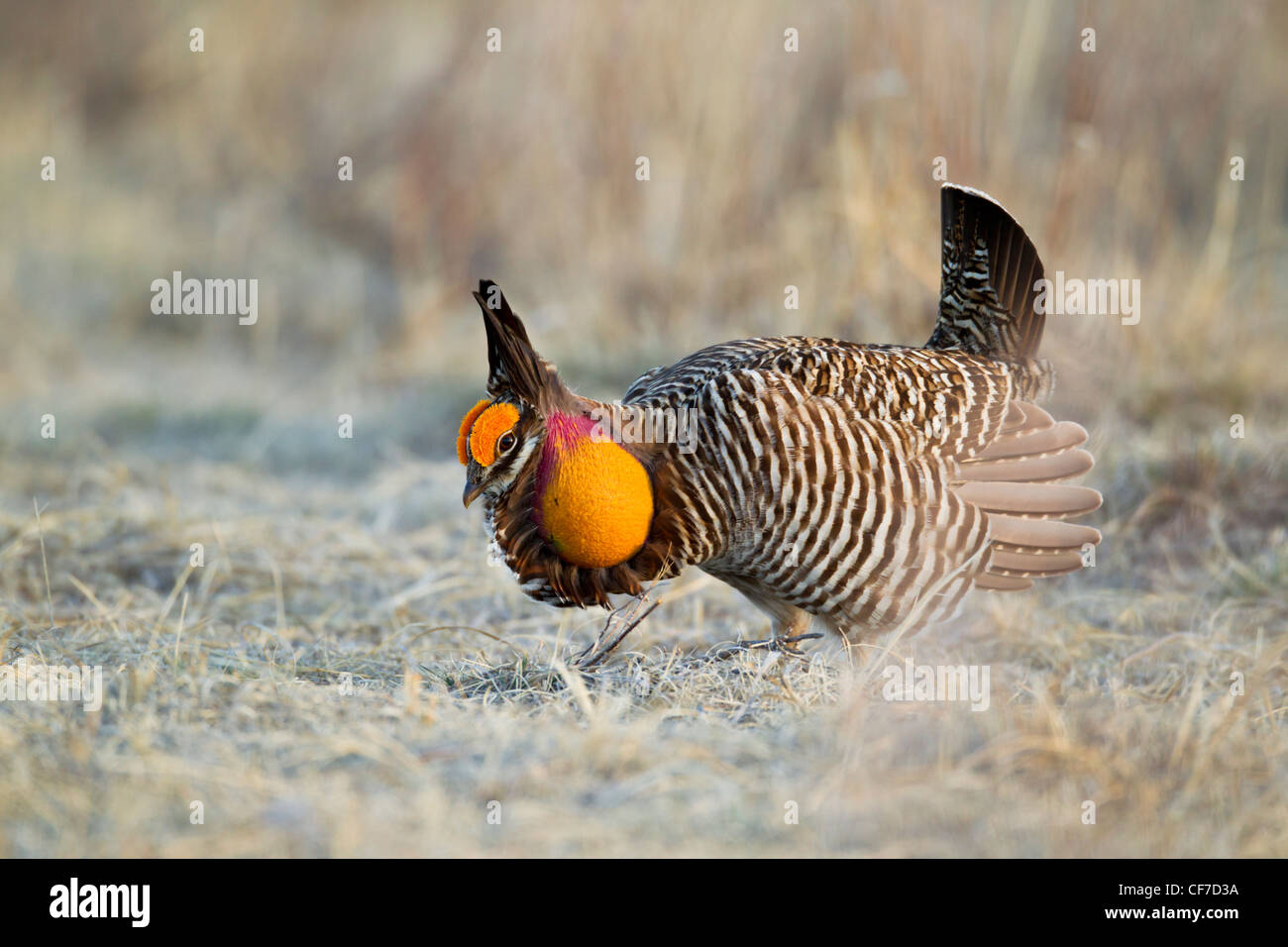 Male greater prairie chicken on lek in spring Stock Photo - Alamy