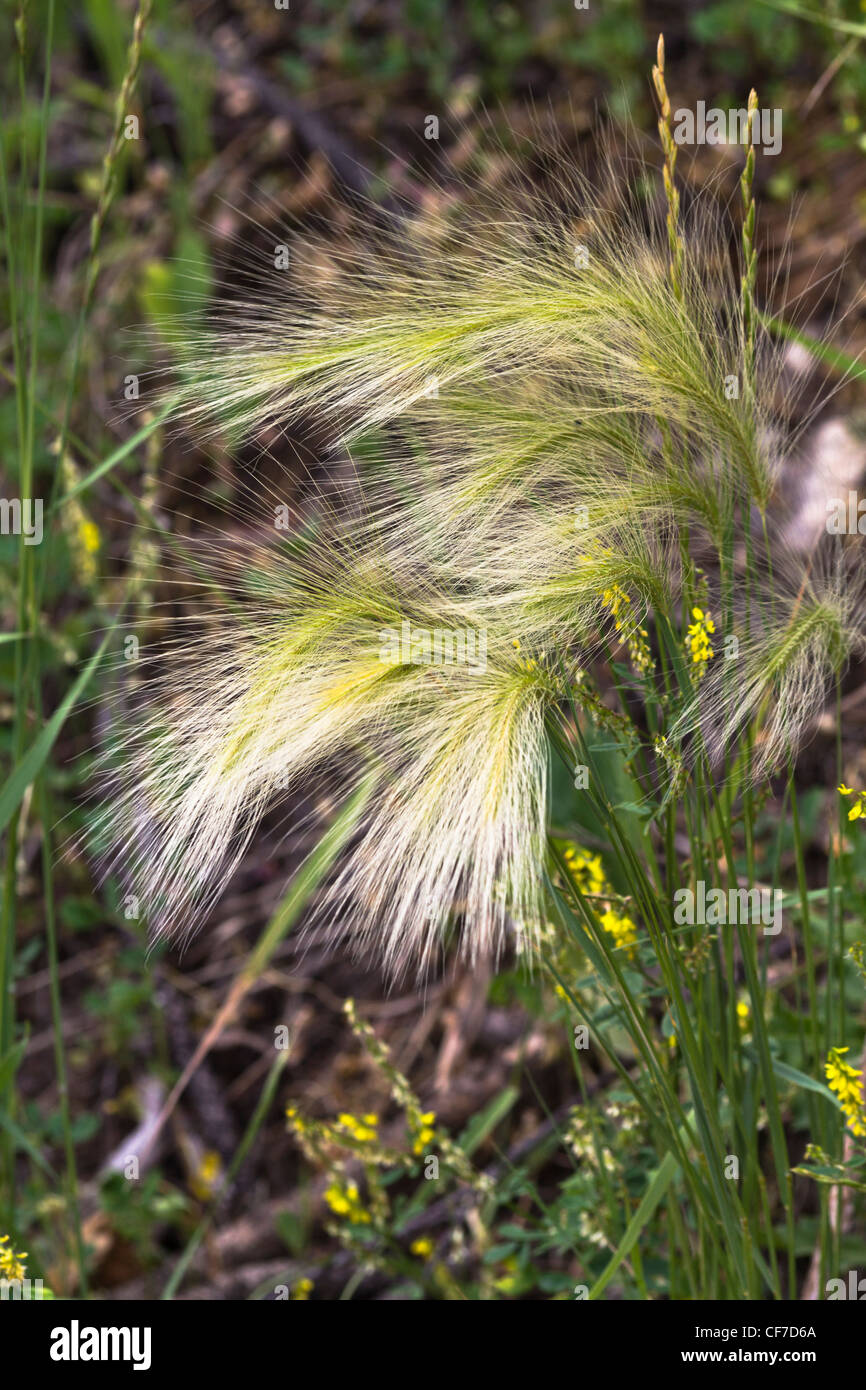 Close up of tall green grass in the forest floor ground overhead from ...
