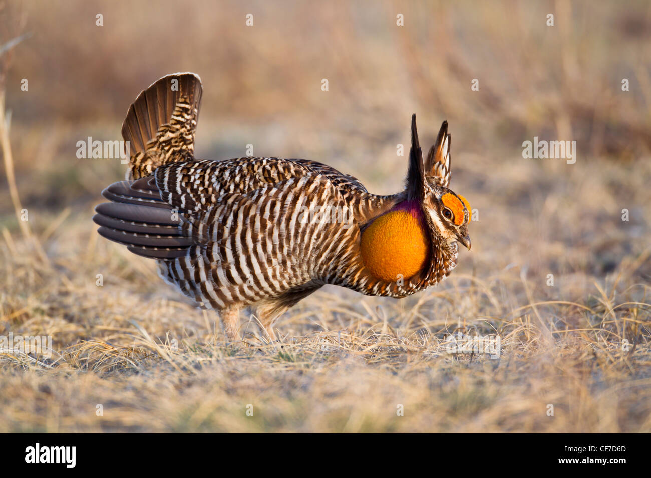 Male greater prairie chicken on lek in spring Stock Photo - Alamy