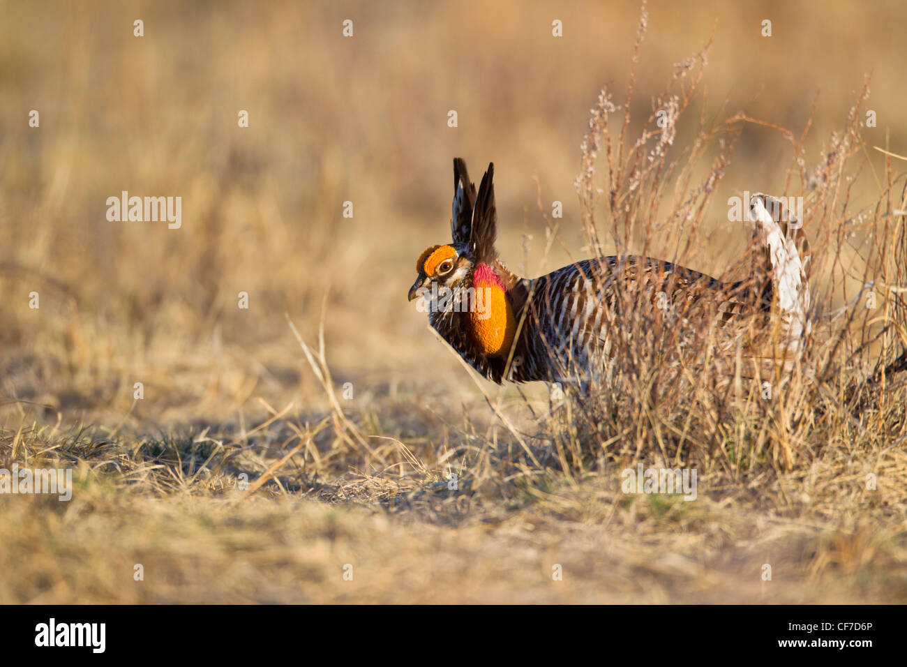Male greater prairie chicken on lek in spring Stock Photo - Alamy