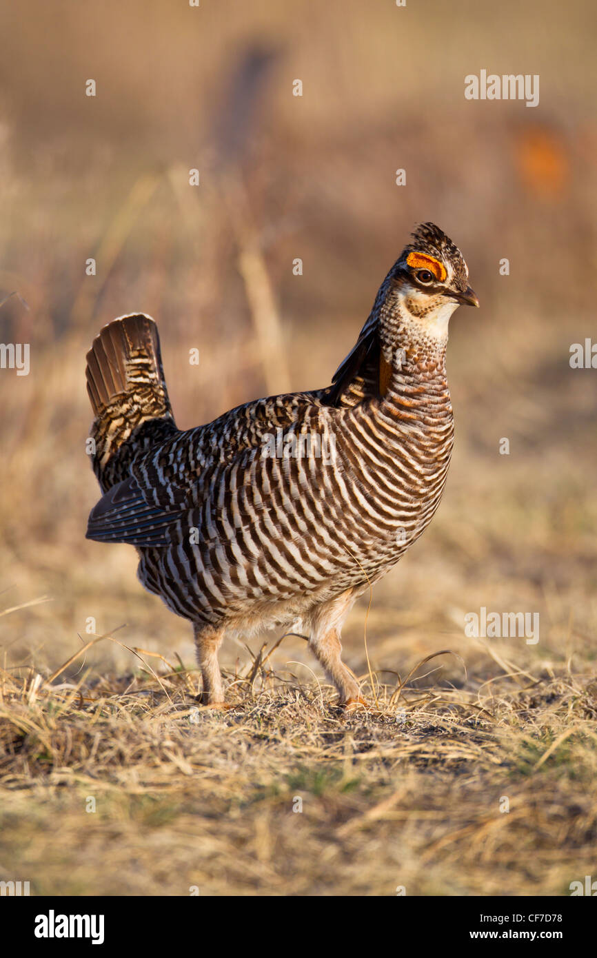 Greater prairie chicken hi-res stock photography and images - Alamy