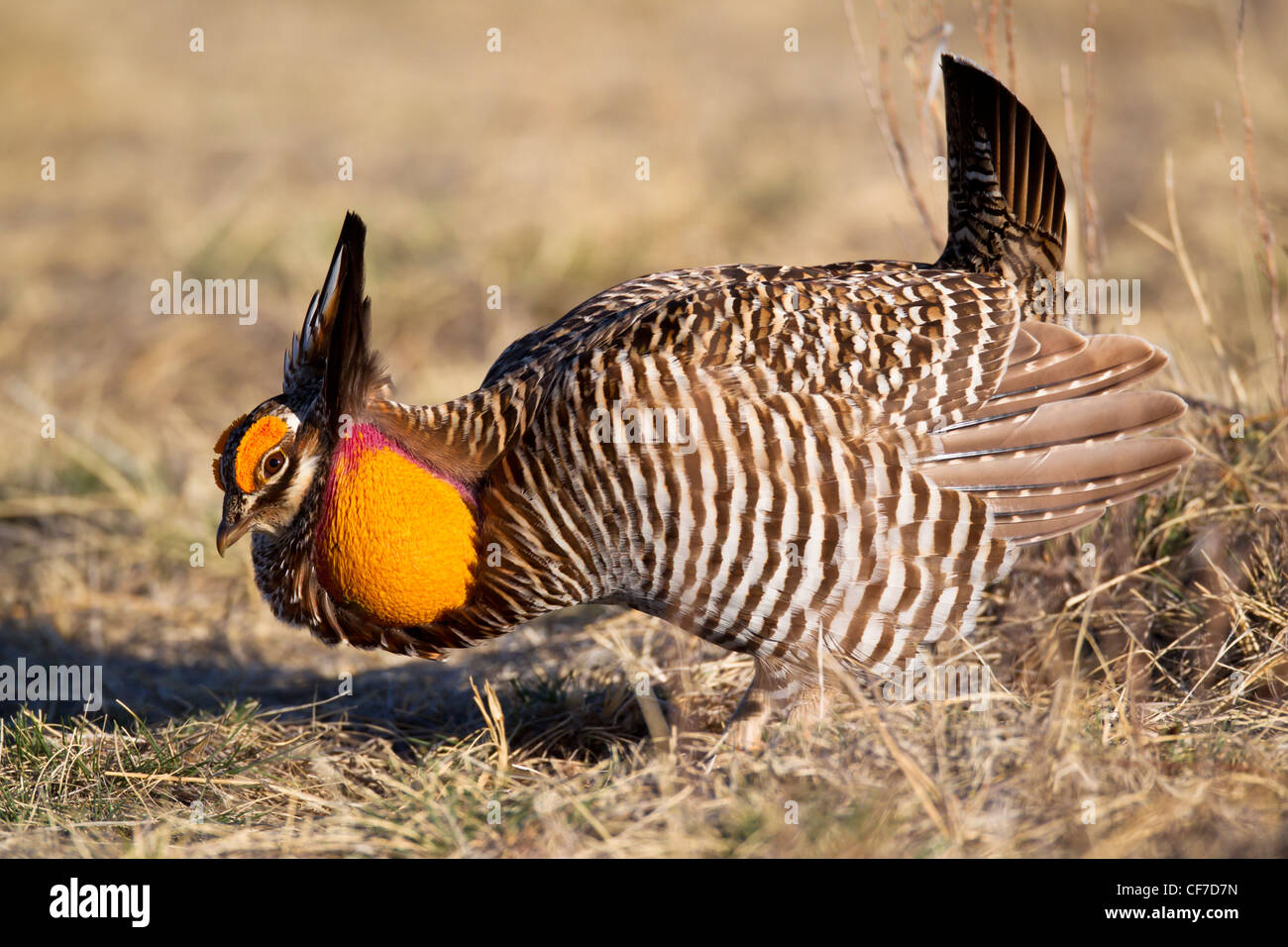 Male greater prairie chicken on lek in spring Stock Photo - Alamy