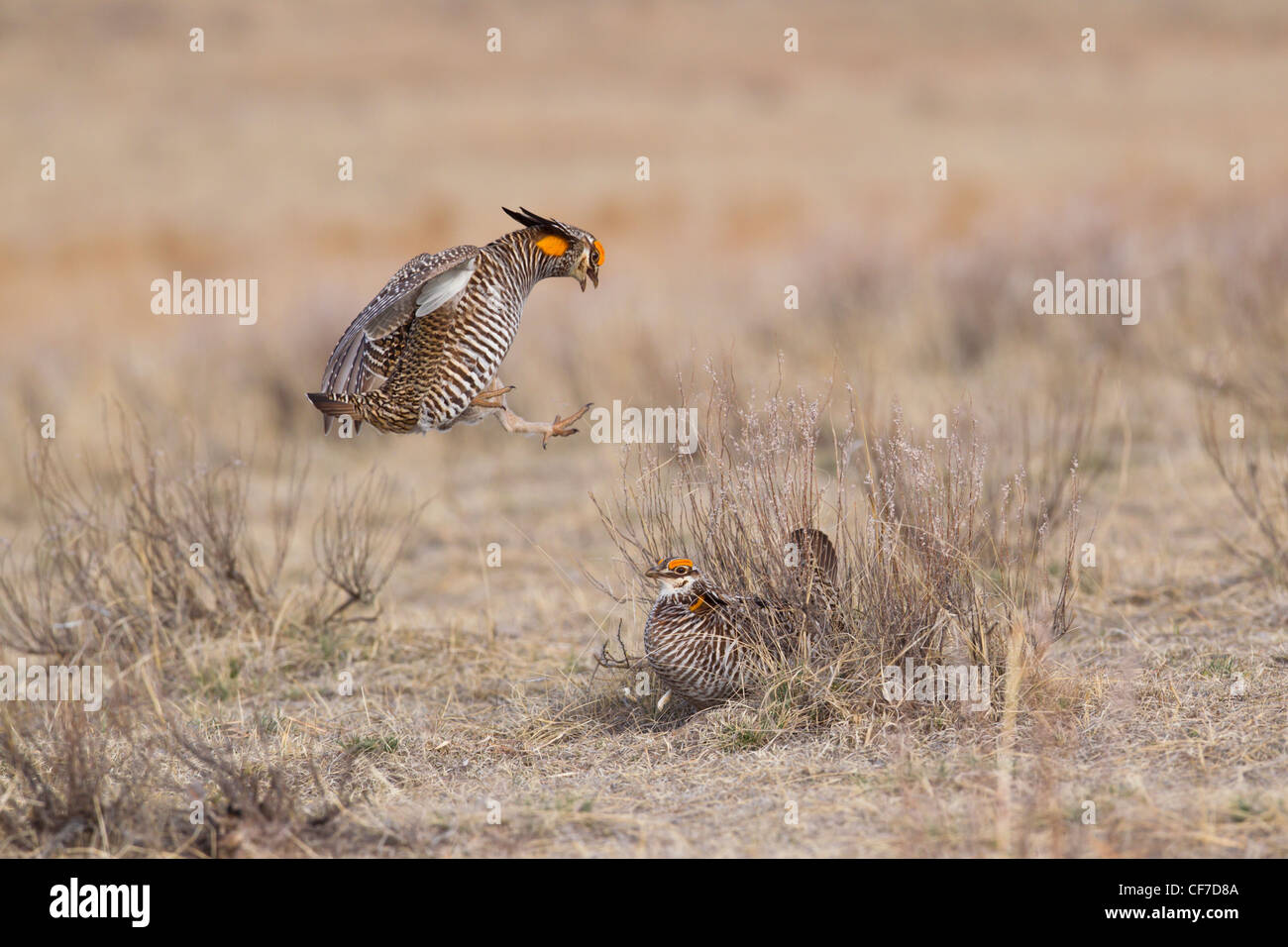Male greater prairie chicken on lek in spring Stock Photo - Alamy