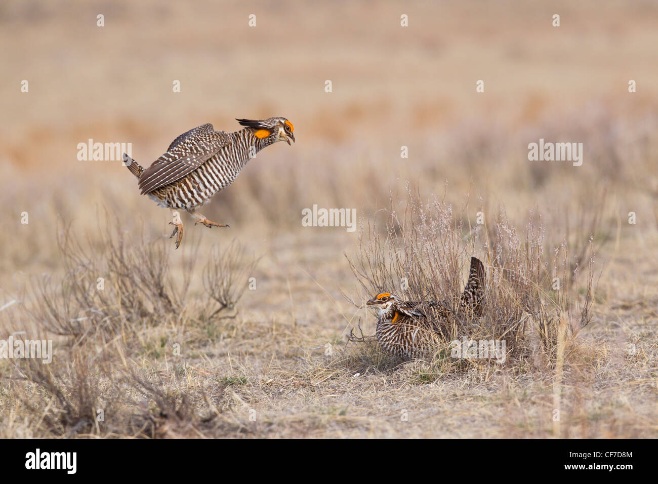 Prairie chickens booming hi-res stock photography and images - Alamy