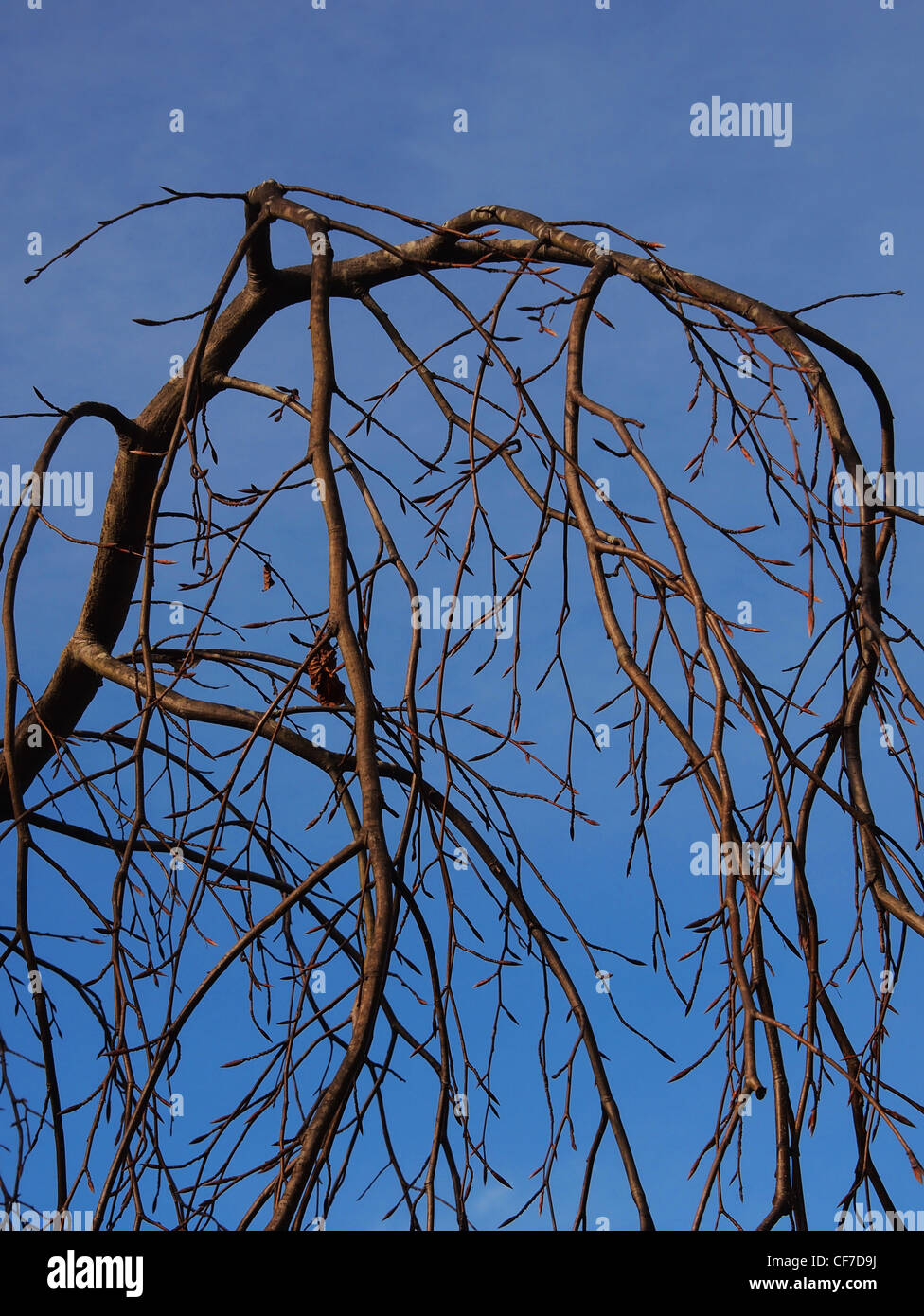 Overhanging branches hi-res stock photography and images - Alamy