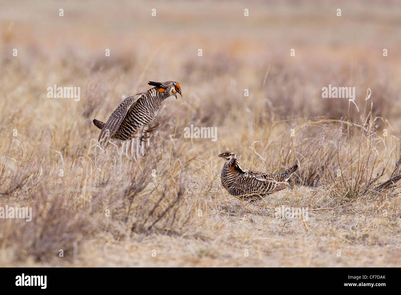 Prairie chickens booming hi-res stock photography and images - Alamy
