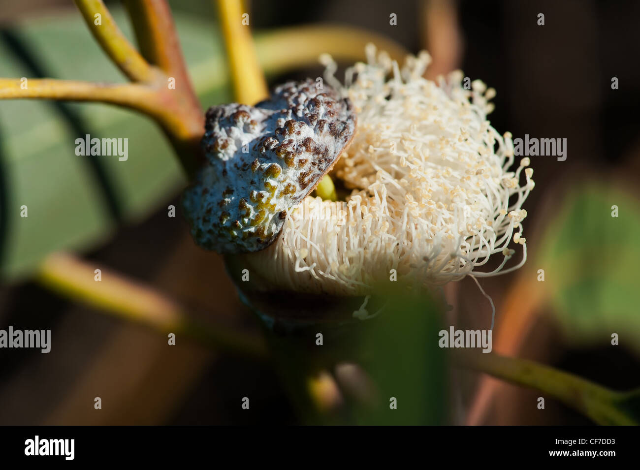 Eucalyptus flower hi-res stock photography and images - Alamy