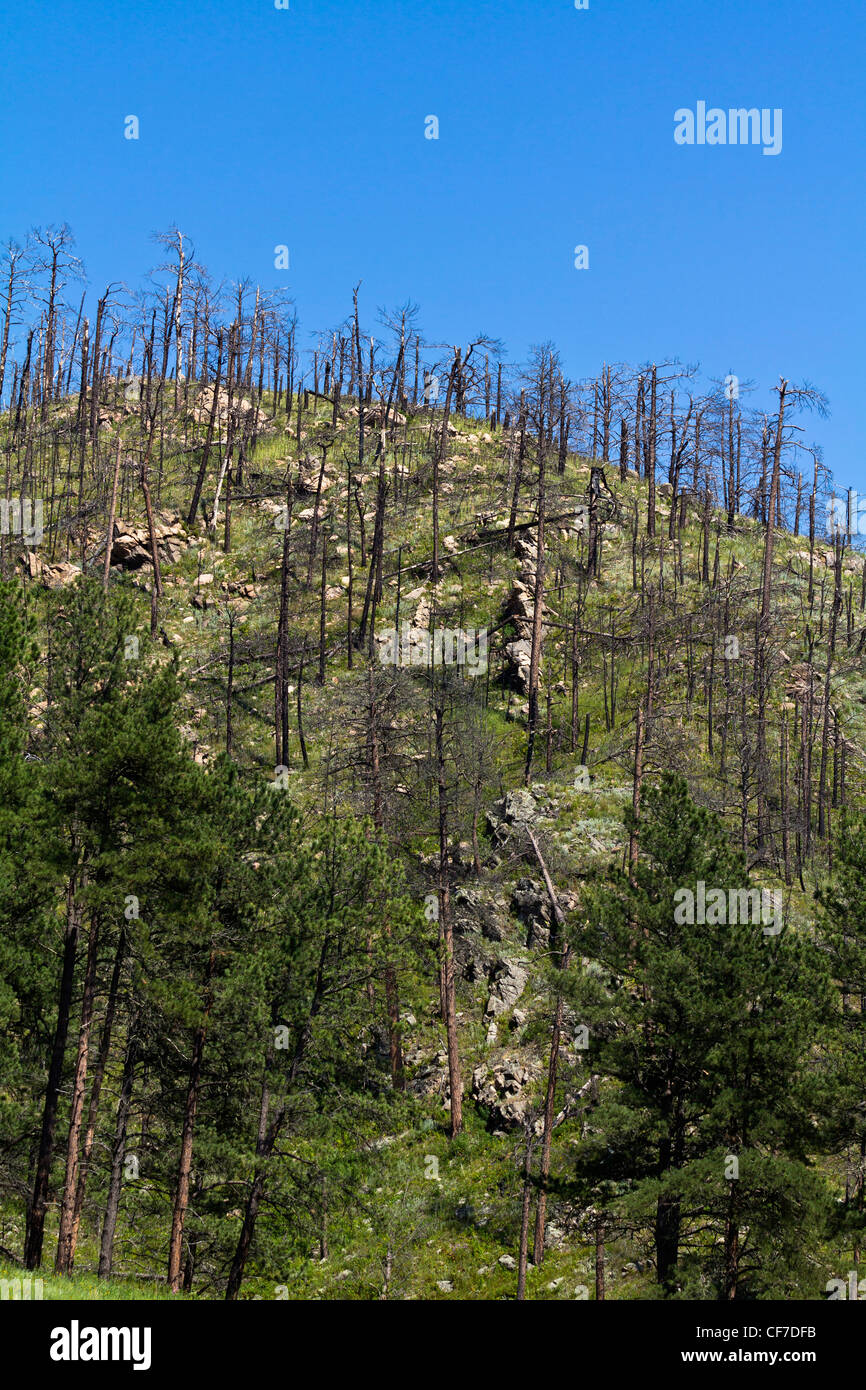 Acid Rain Before And After