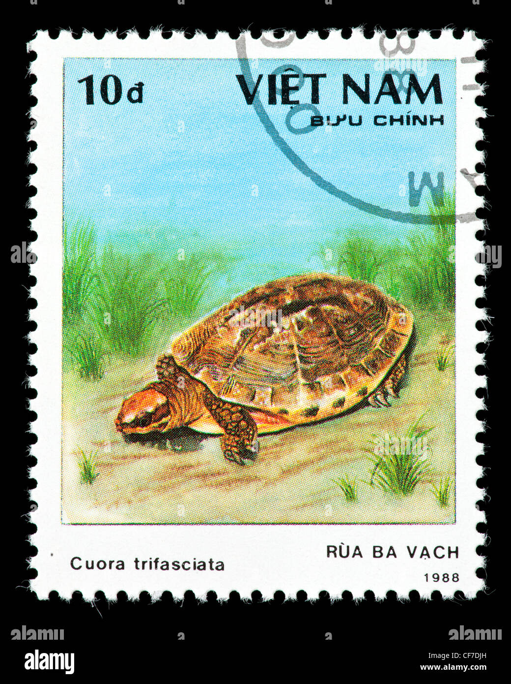 Postage stamp from Vietnam depicting a Golden coin turtle or Chinese ...