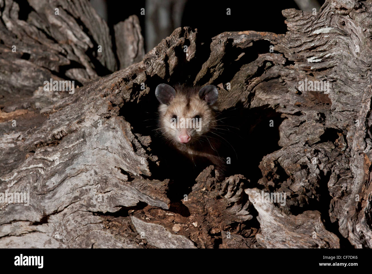 Opossum Possum High Resolution Stock Photography and Images - Alamy