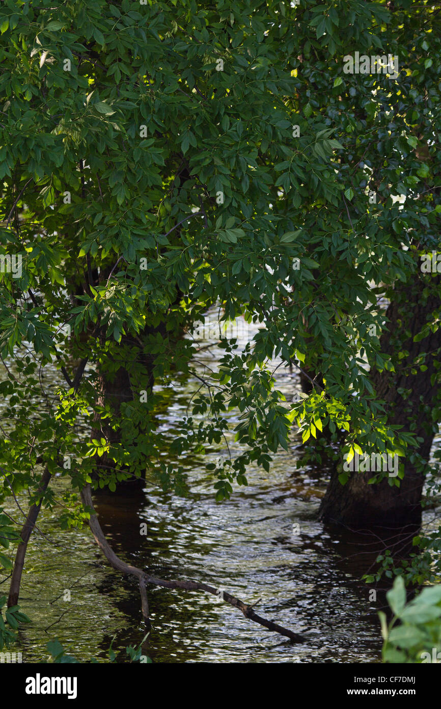 Close up of flood of river trees under water flooding tree waterlogged ...