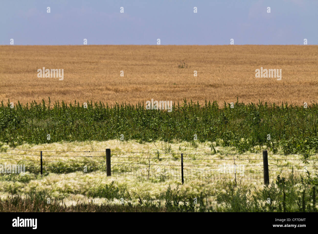 Field of cereals South Dakota USA US America rural landscape prairie outside horizon nobody from ...
