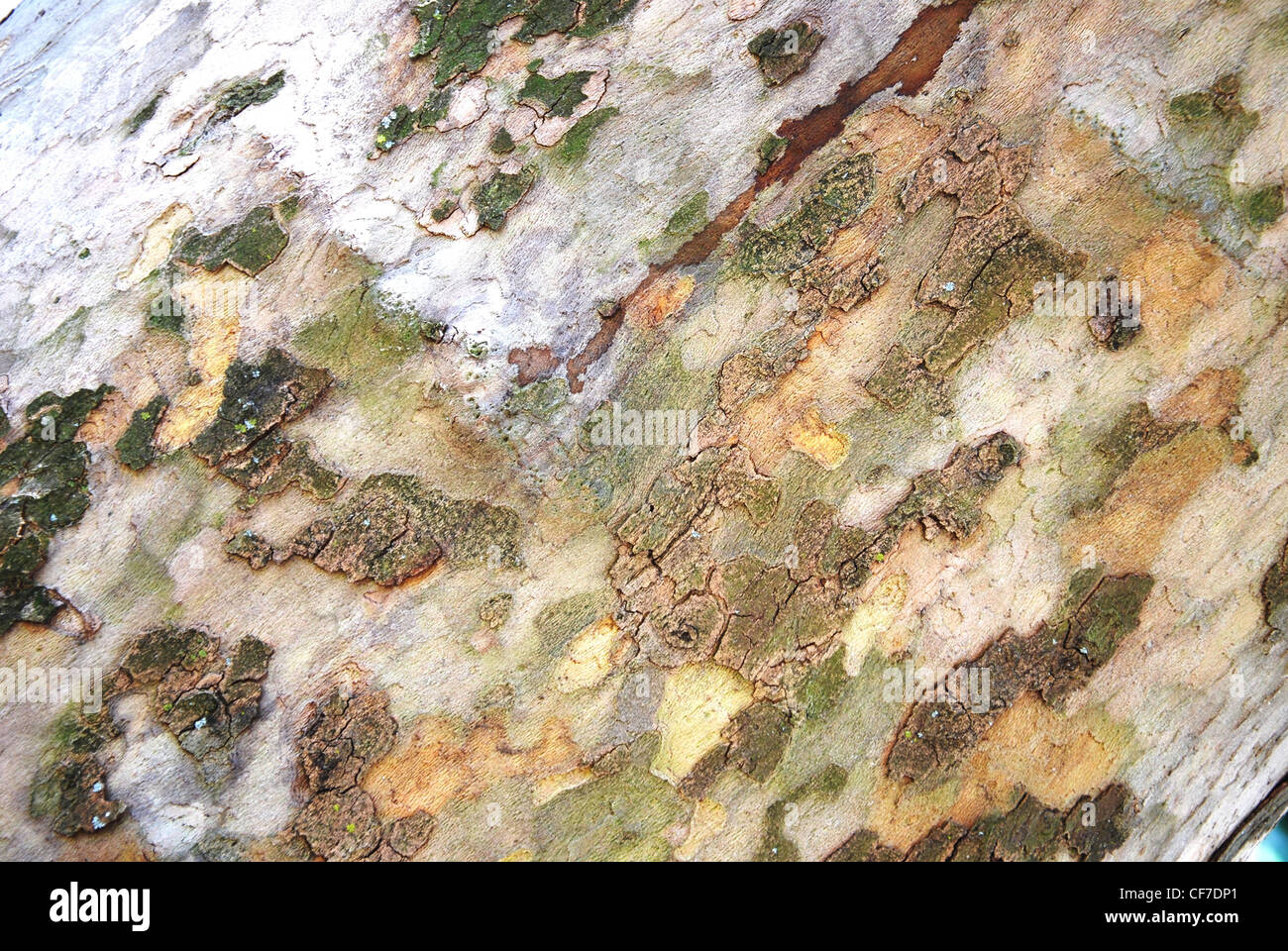 Bark to cortex hi-res stock photography and images - Alamy