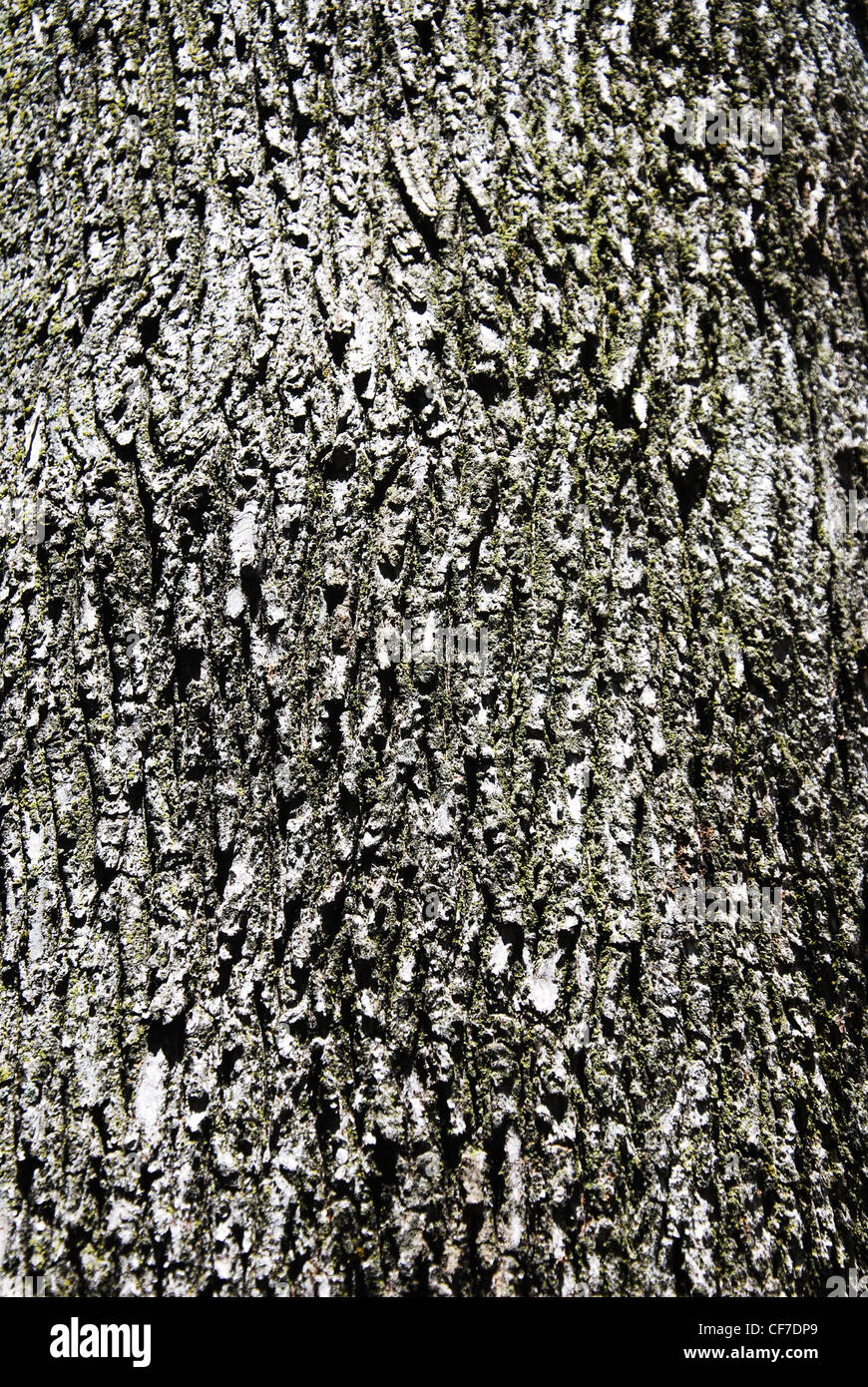 Bark to cortex hi-res stock photography and images - Alamy