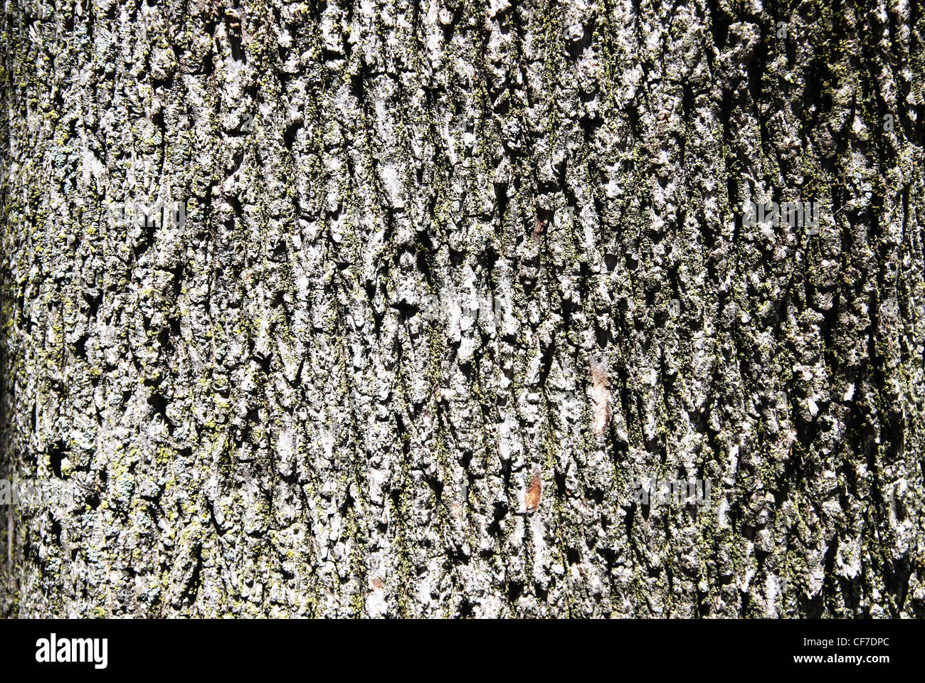 Bark to cortex hi-res stock photography and images - Alamy