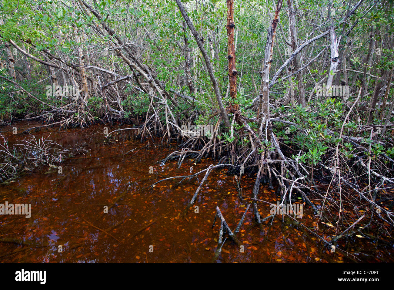 Mangrove mangrove swamp hi-res stock photography and images - Alamy