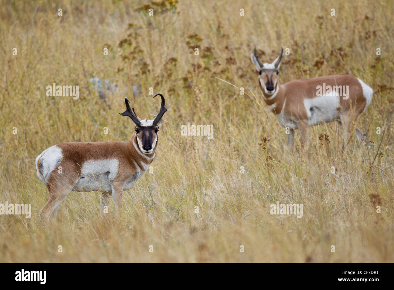 Pronghorn in Wyoming Stock Photo - Alamy