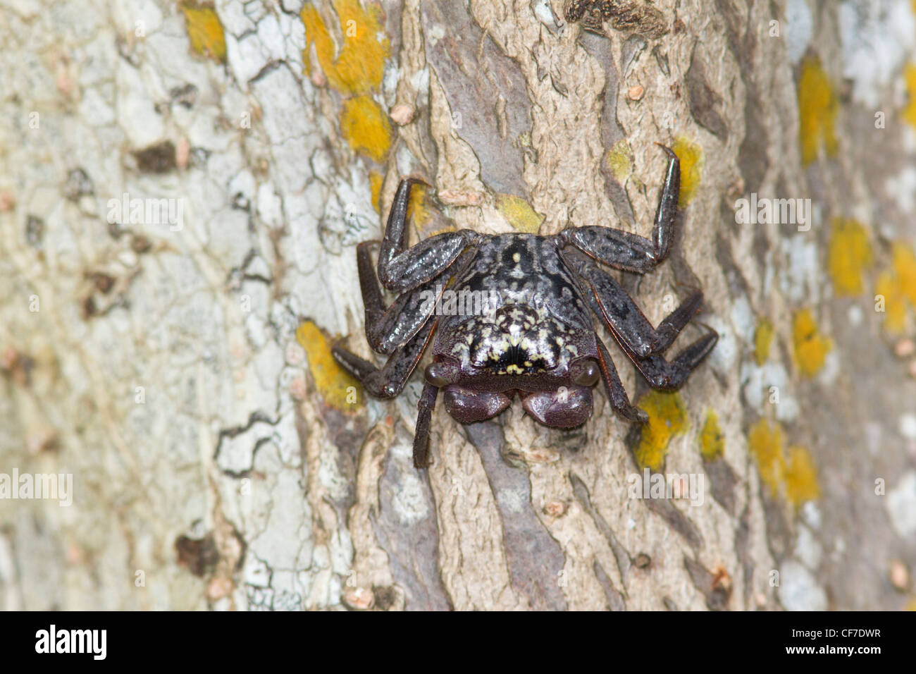 Mangrove Tree Crab (Aratus pisonii Stock Photo - Alamy