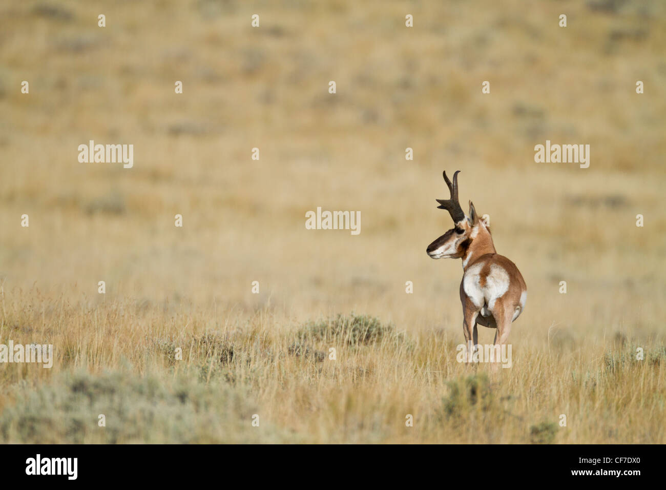 North american pronghorn hi-res stock photography and images - Alamy
