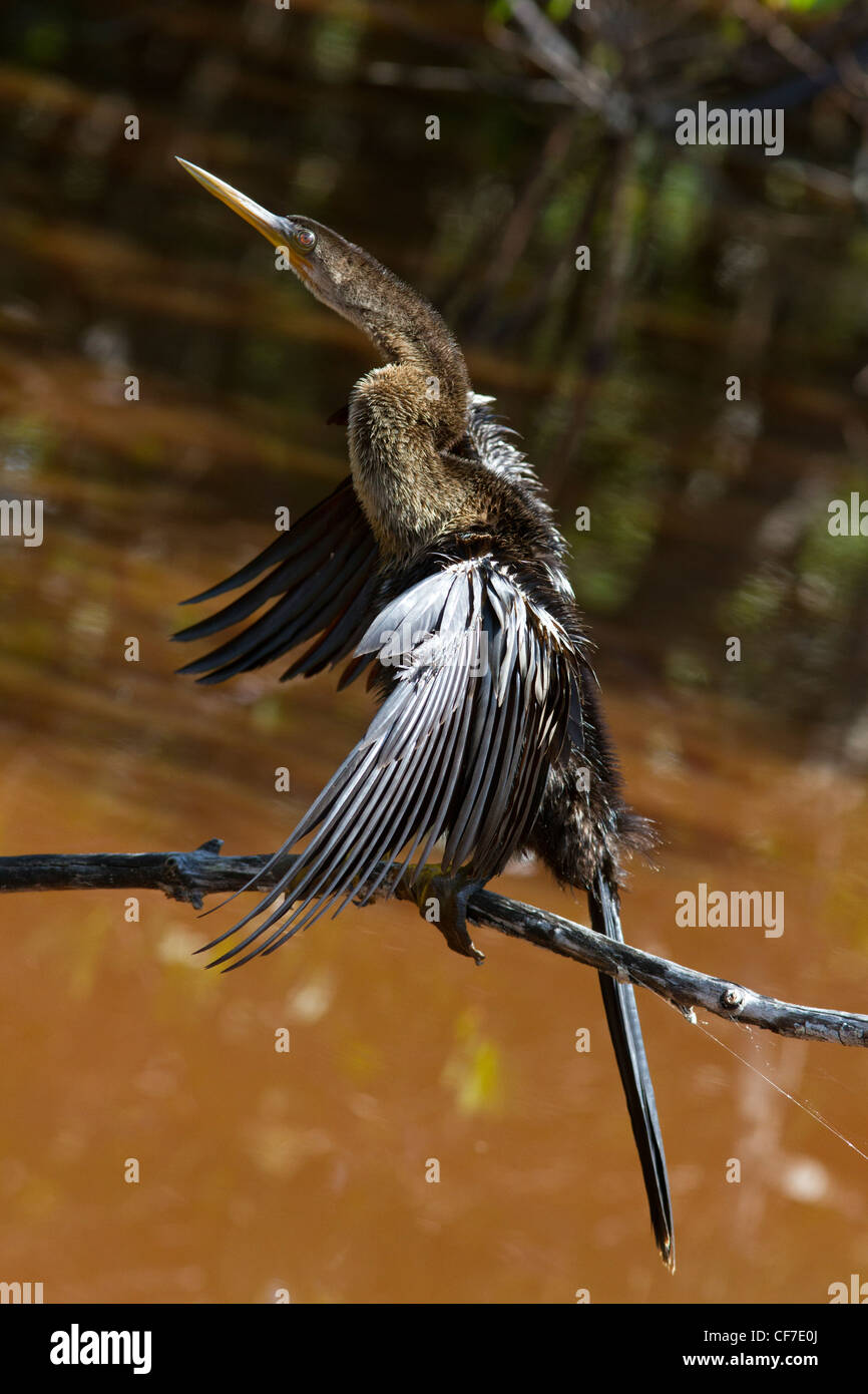 Anhinga (Anhinga anhinga) stretching and drying its feathers Stock ...
