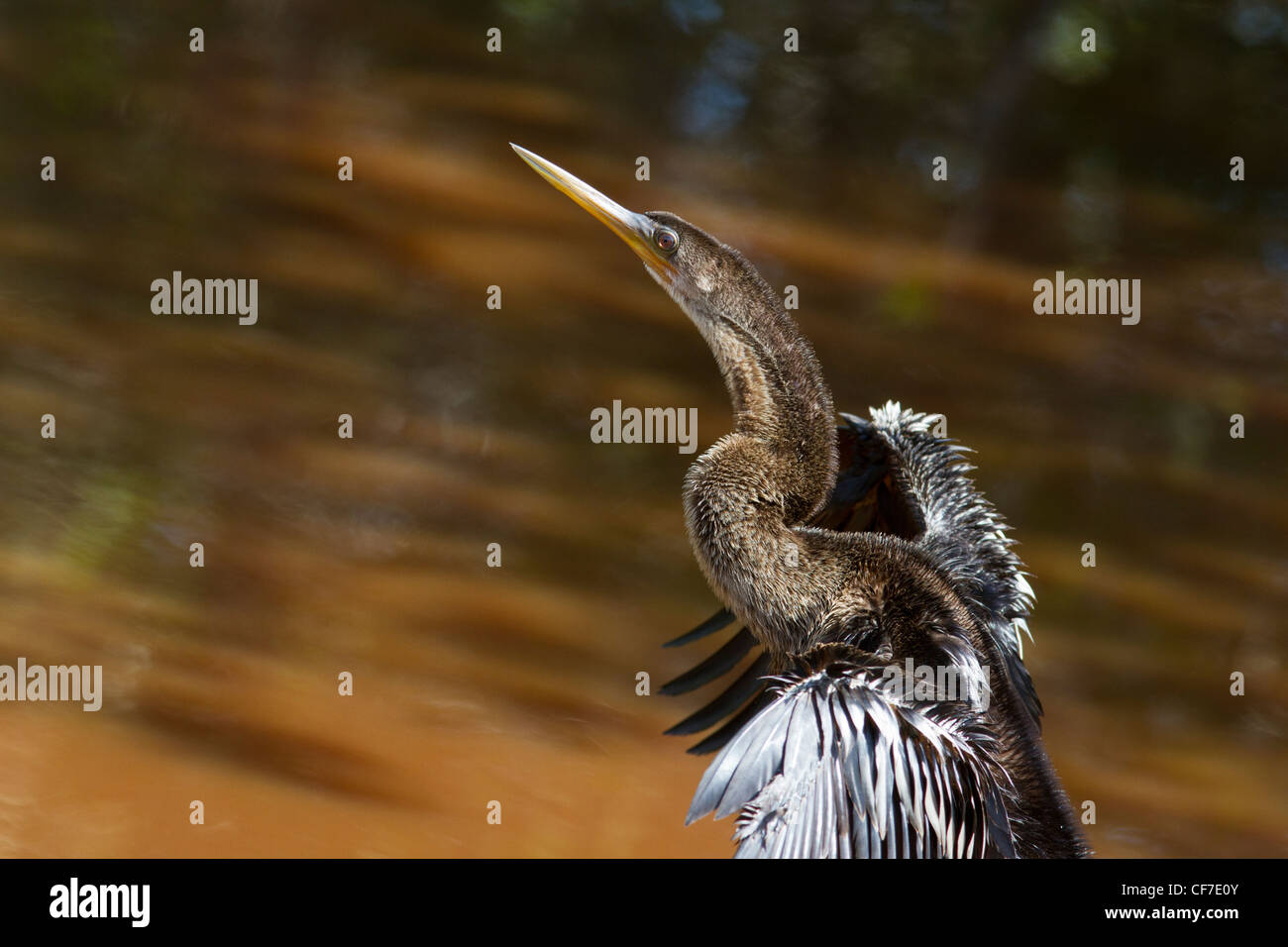 Anhinga (Anhinga anhinga) stretching and drying its feathers Stock ...