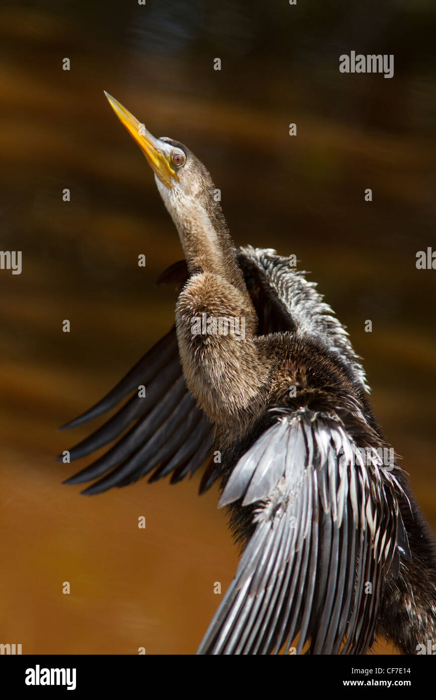 Anhinga (Anhinga anhinga) stretching and drying its feathers Stock ...