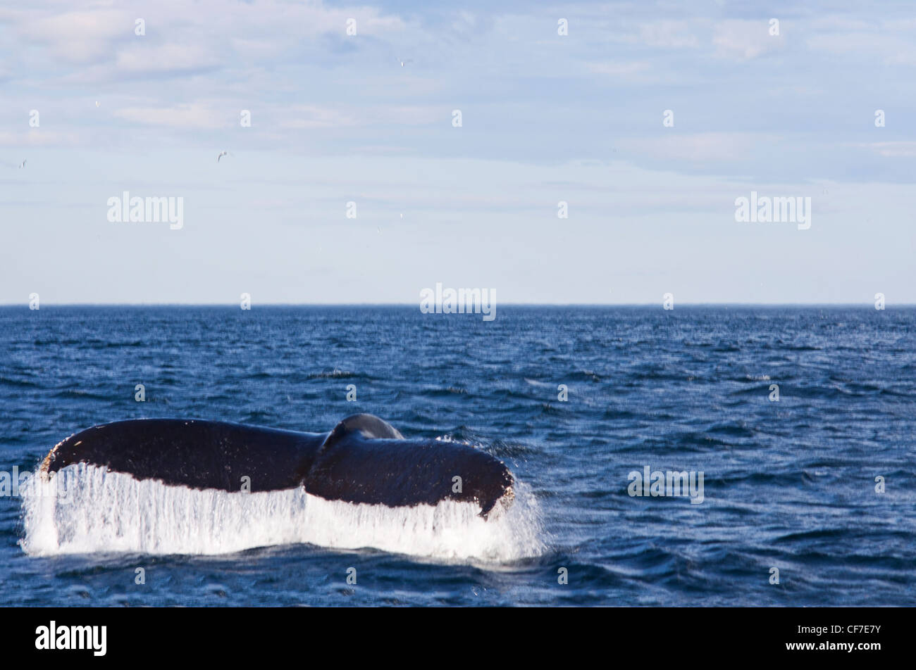 Minke whale fluke tail hi-res stock photography and images - Alamy