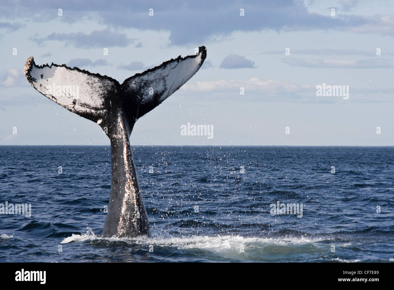 Whale watching on Saint Lawrence river in Tadoussac, Quebec, Canada ...