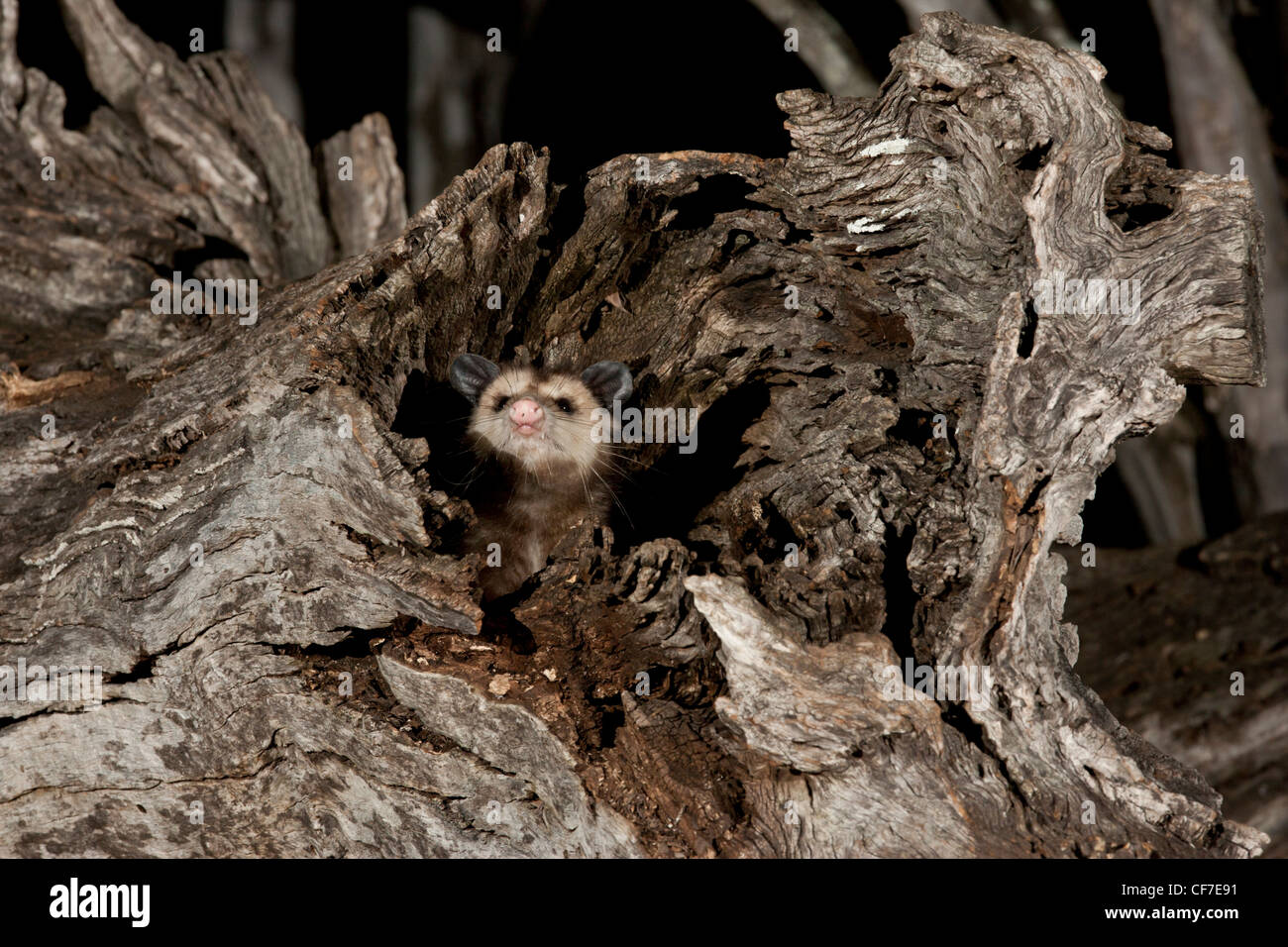 Opossum pouch hi-res stock photography and images - Alamy