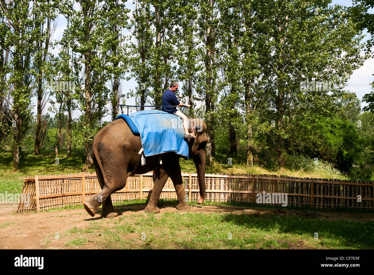 Man riding an elephant Stock Photo - Alamy