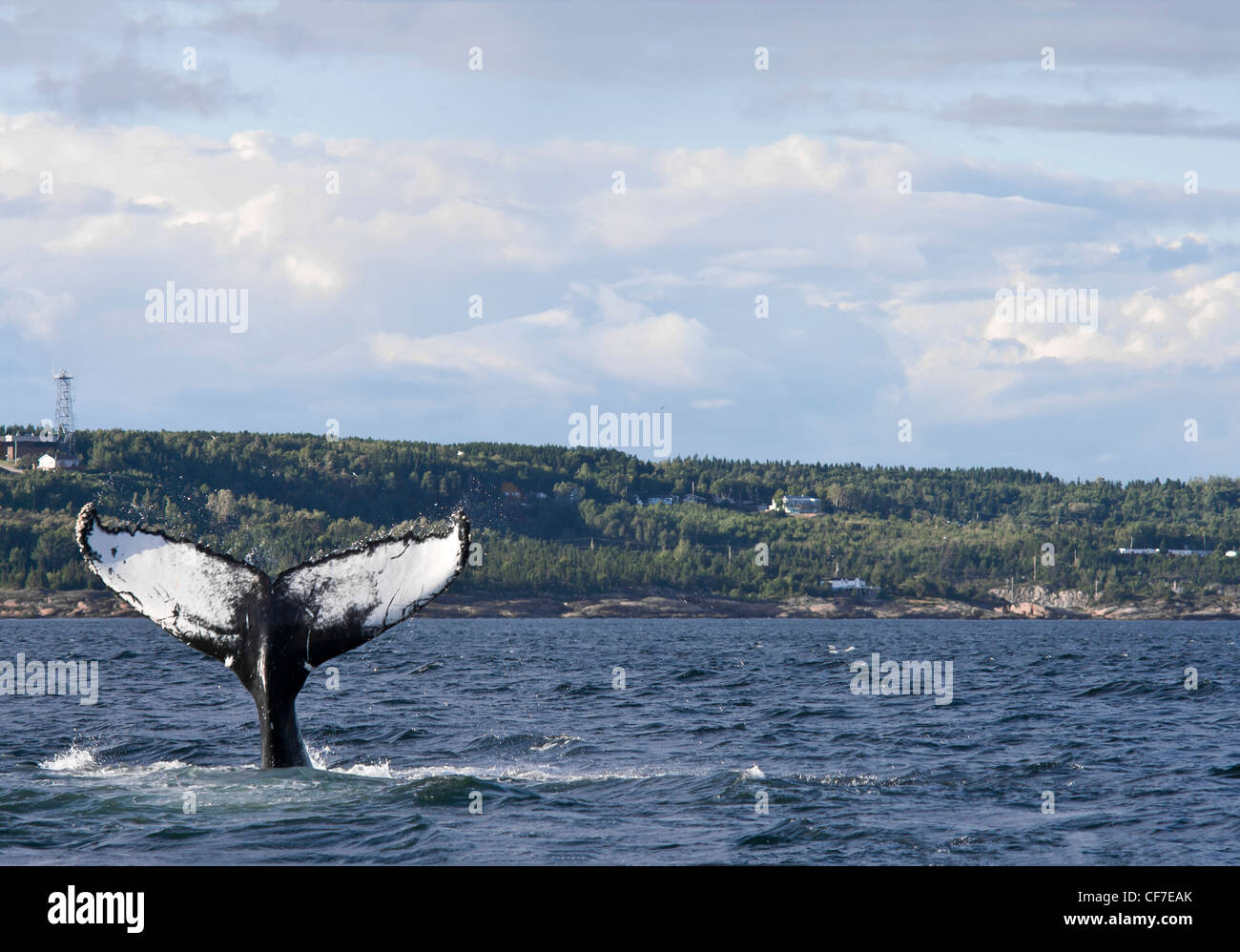 Whale watching on Saint Lawrence river in Tadoussac, Quebec, Canada ...