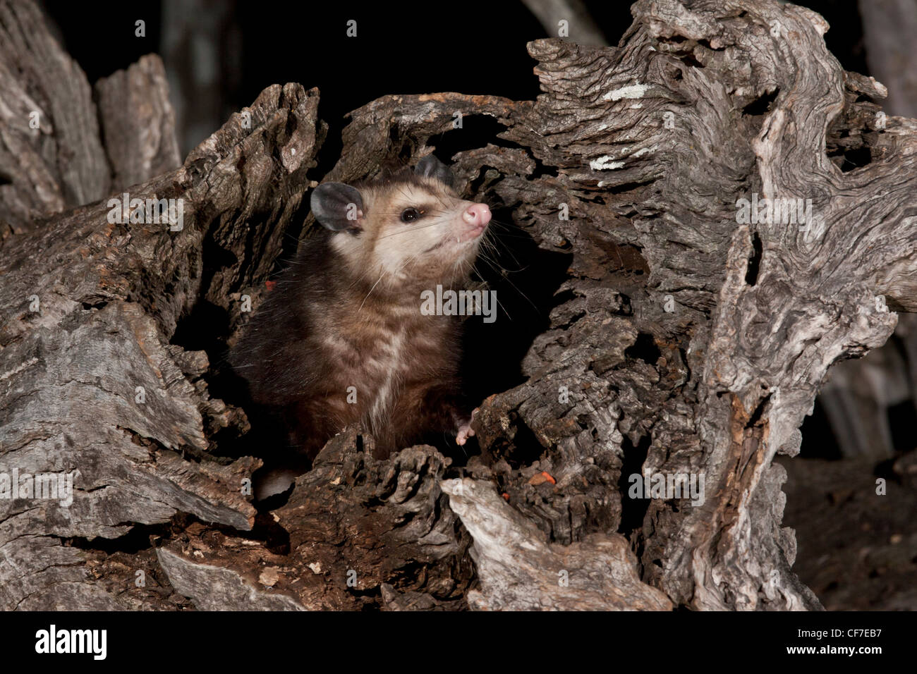 Opossum pouch hi-res stock photography and images - Alamy