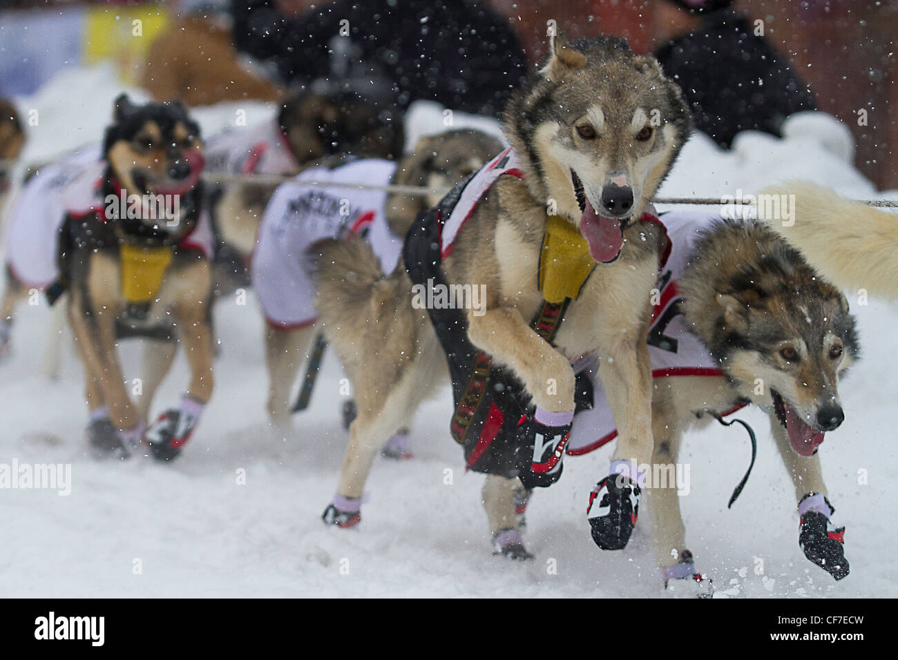 Husky iditarod hi-res stock photography and images - Alamy